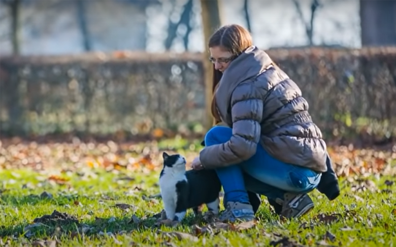 Why Does My Cat Swat at Me When I Walk By? - KittenWiki