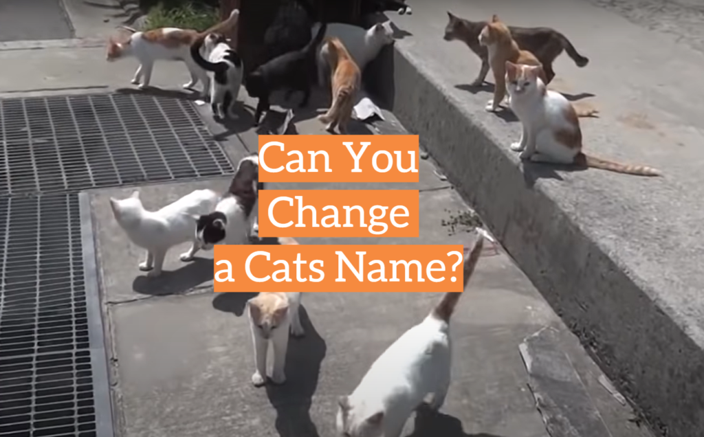 Can You Change a Cats Name? - KittenWiki