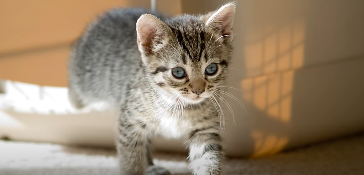 How to Hypnotize a Cat? - KittenWiki