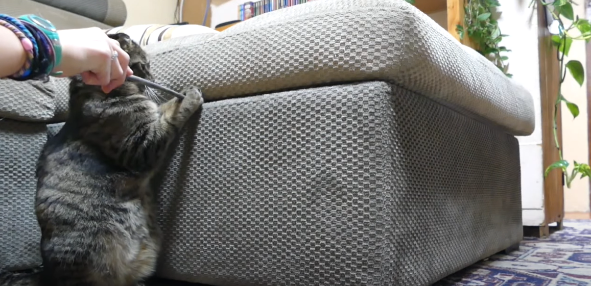 How to Hypnotize a Cat? - KittenWiki