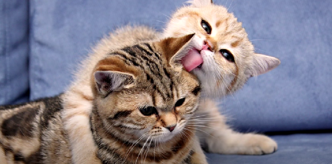 Are Febreze Plug-Ins Safe for Cats? - KittenWiki