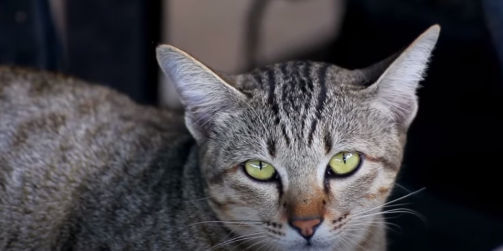 Are Febreze Plug-Ins Safe for Cats? - KittenWiki