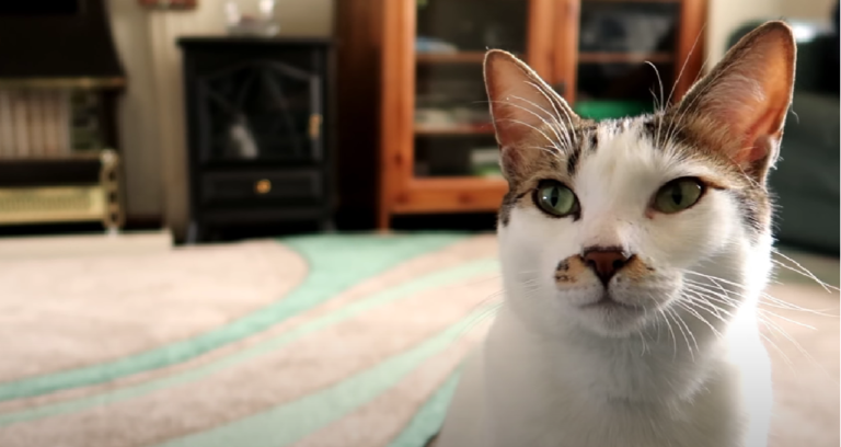 Cat Breeds With Slanted Eyes - KittenWiki