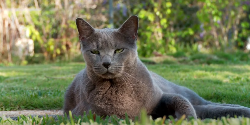 Cat Breeds With Slanted Eyes - KittenWiki