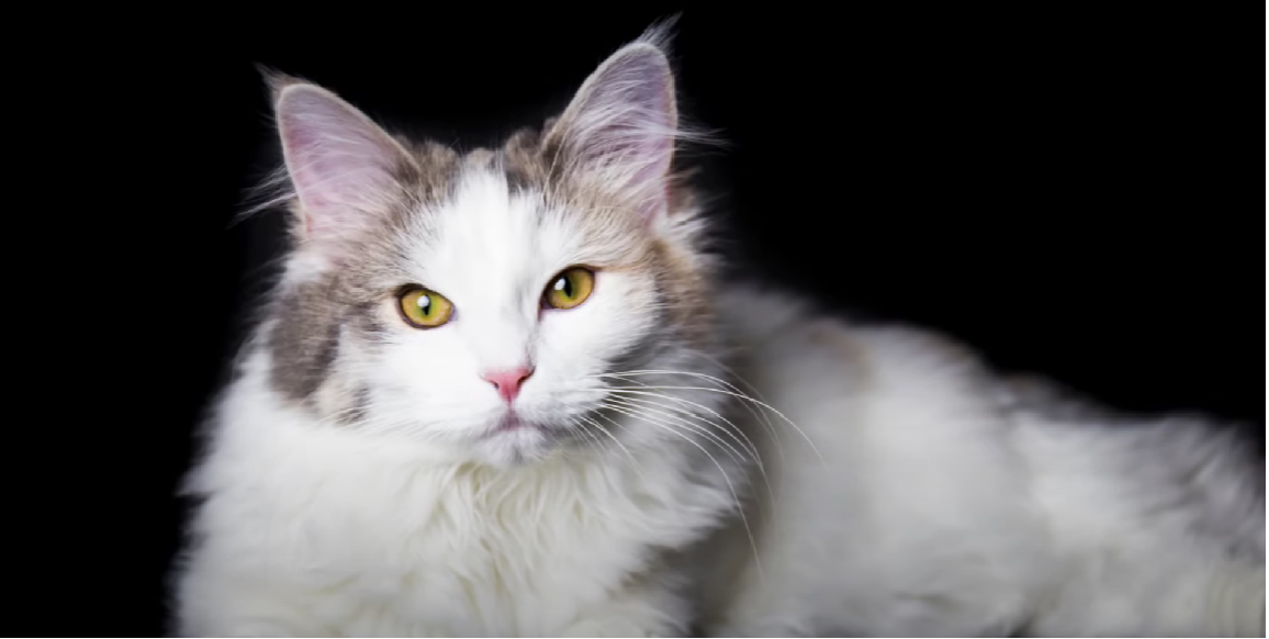 Cat Breeds With Tufts of Fur Between Toes - KittenWiki