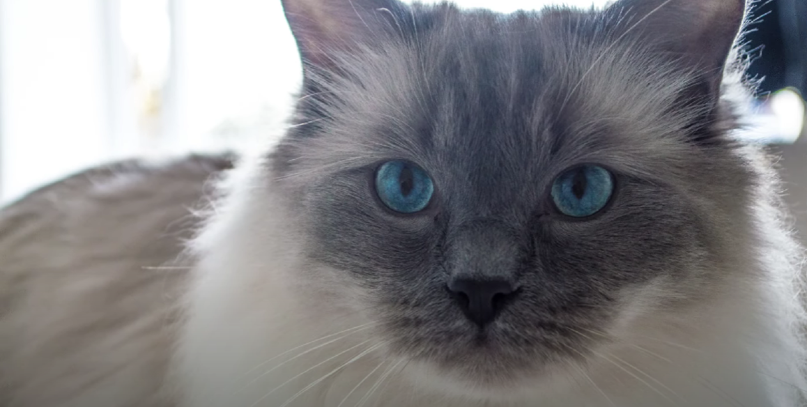 Cat Breeds With Tufts of Fur Between Toes - KittenWiki