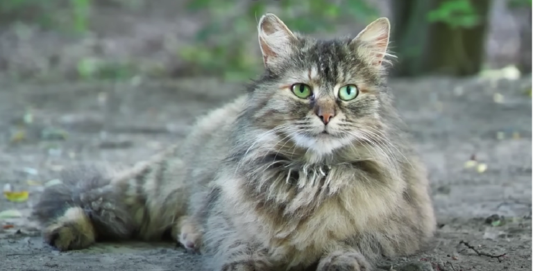 Inbred Cats: Everything You Should to Know - KittenWiki