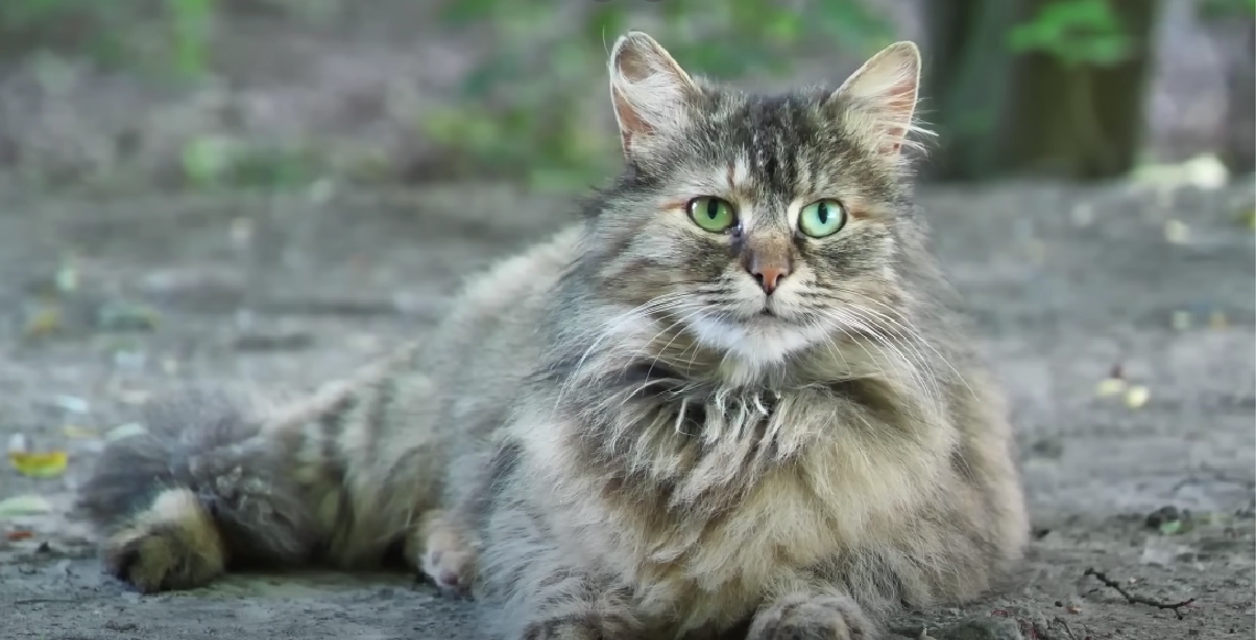 Inbred Cats: Everything You Should to Know - KittenWiki