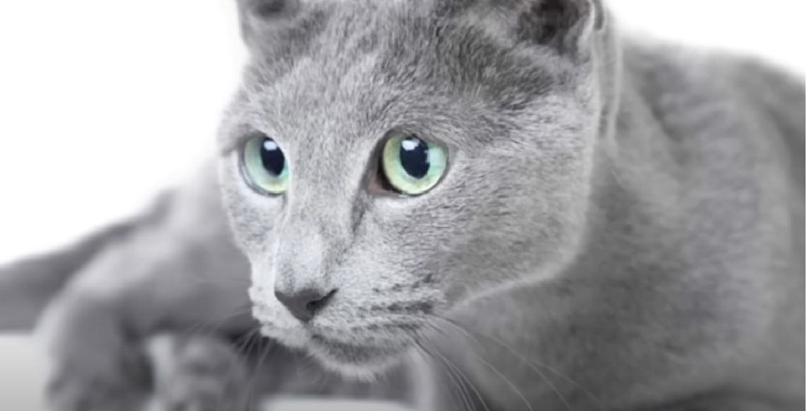 Inbred Cats: Everything You Should to Know - KittenWiki