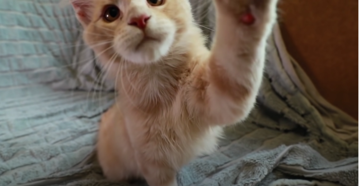 Is Myrrh Safe for Cats? - KittenWiki