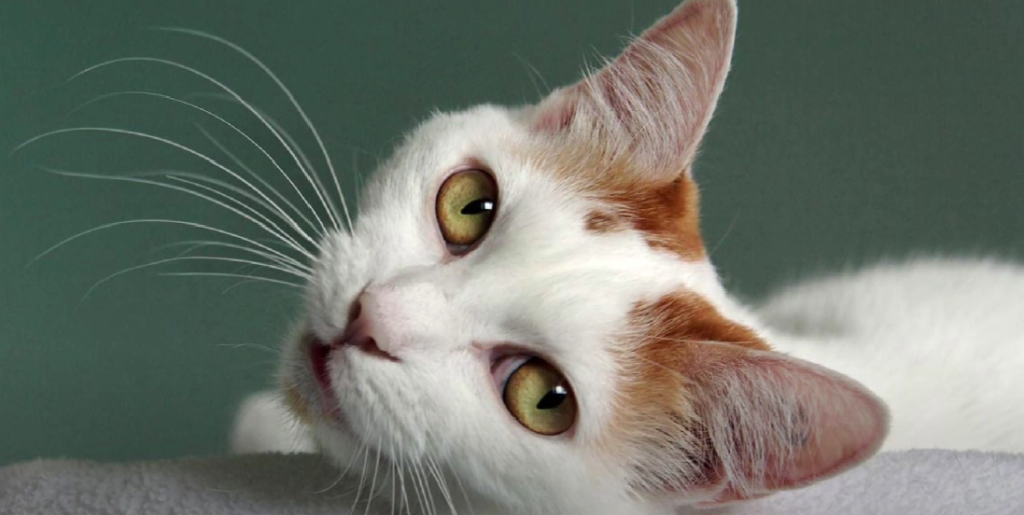 Korean Cat Breeds - KittenWiki