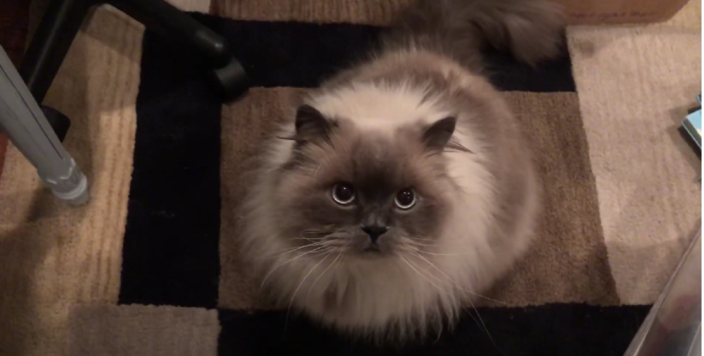 Round Faced Cat Breeds - KittenWiki