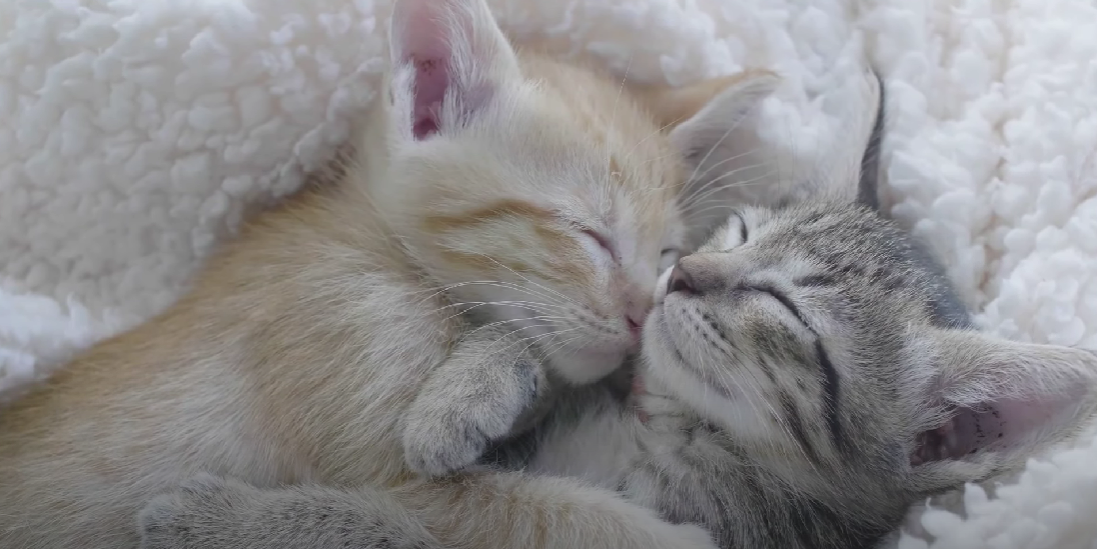 Why Does My Cat Nuzzle My Hair? - KittenWiki