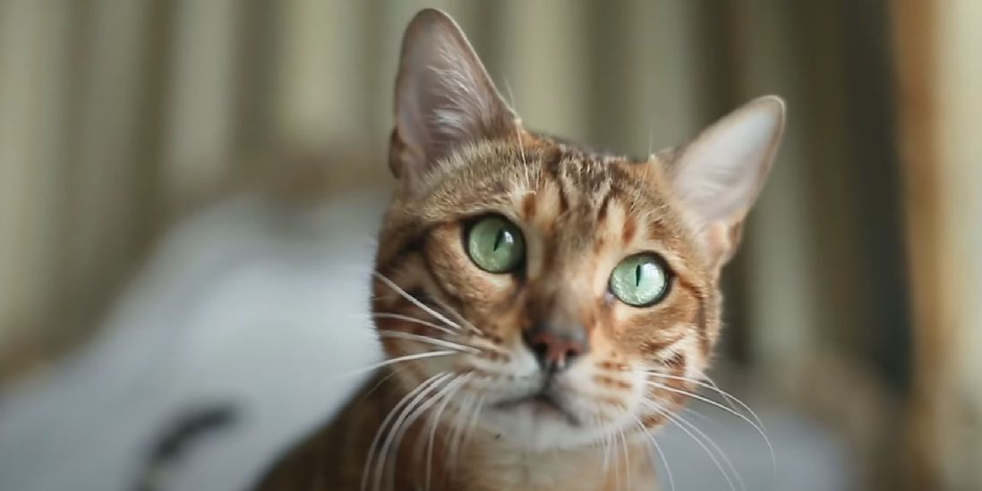 Why Does My Cat Nuzzle My Hair? - KittenWiki