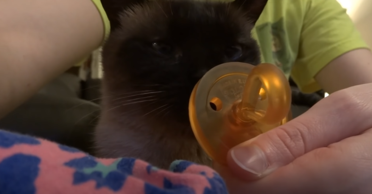 How to Make a Kitten Pacifier? - KittenWiki