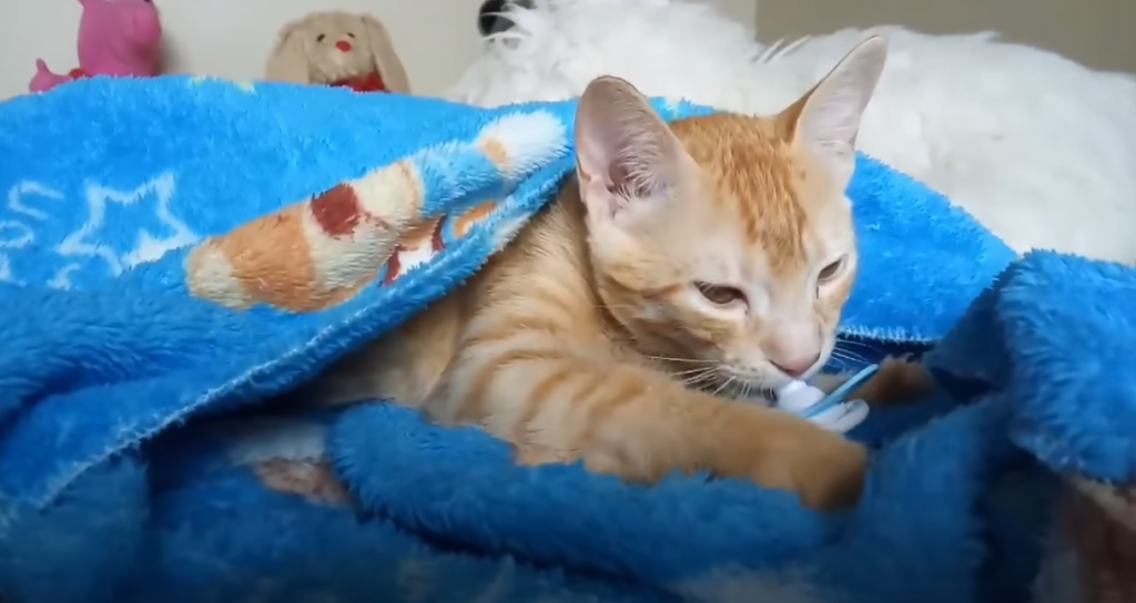 How to Make a Kitten Pacifier? - KittenWiki