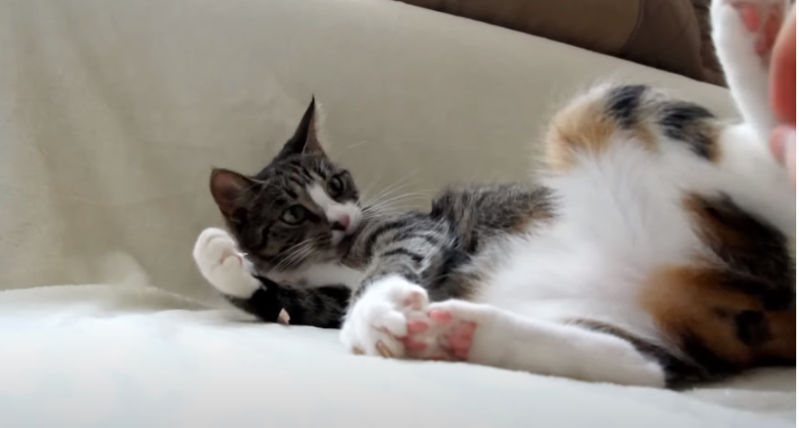 How to Tickle a Cat? - KittenWiki