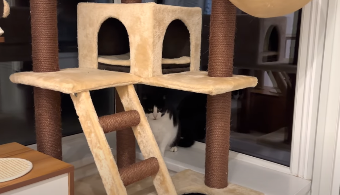 How to Calm Down a Hyper Cat? - KittenWiki