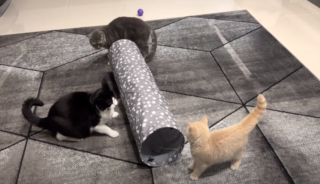 How to Calm Down a Hyper Cat? - KittenWiki