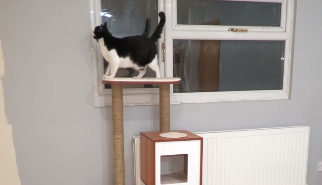 How to Calm Down a Hyper Cat? - KittenWiki